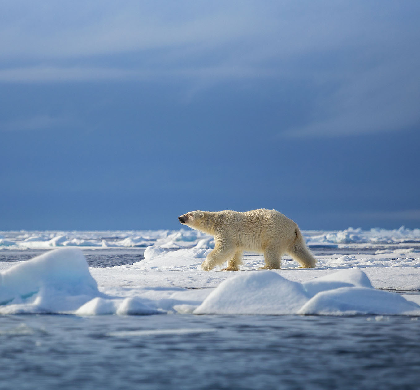 Home - Arctic Ice Project